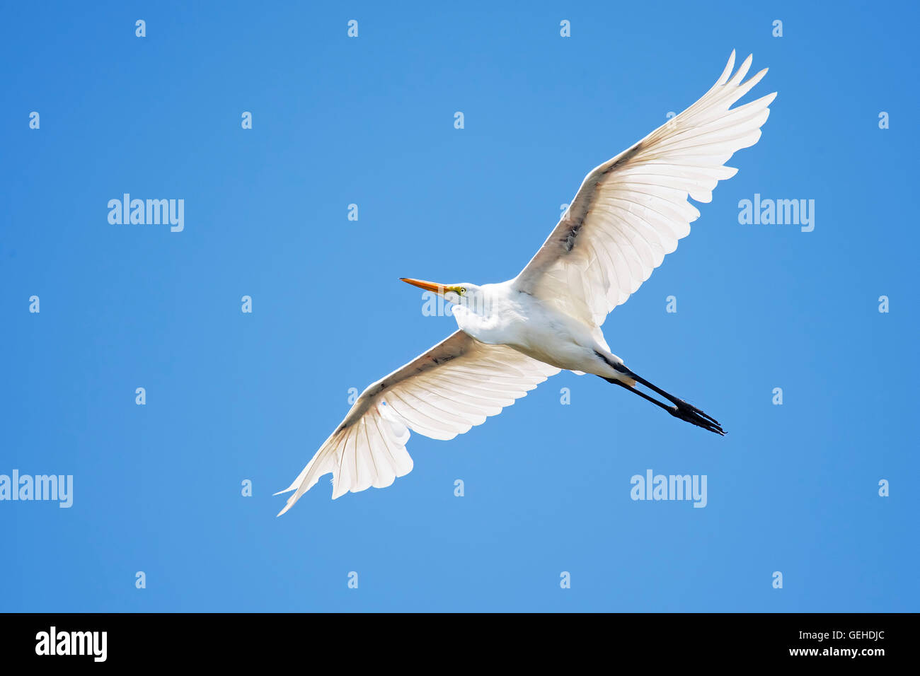Great Egret in Flight Stock Photo - Alamy