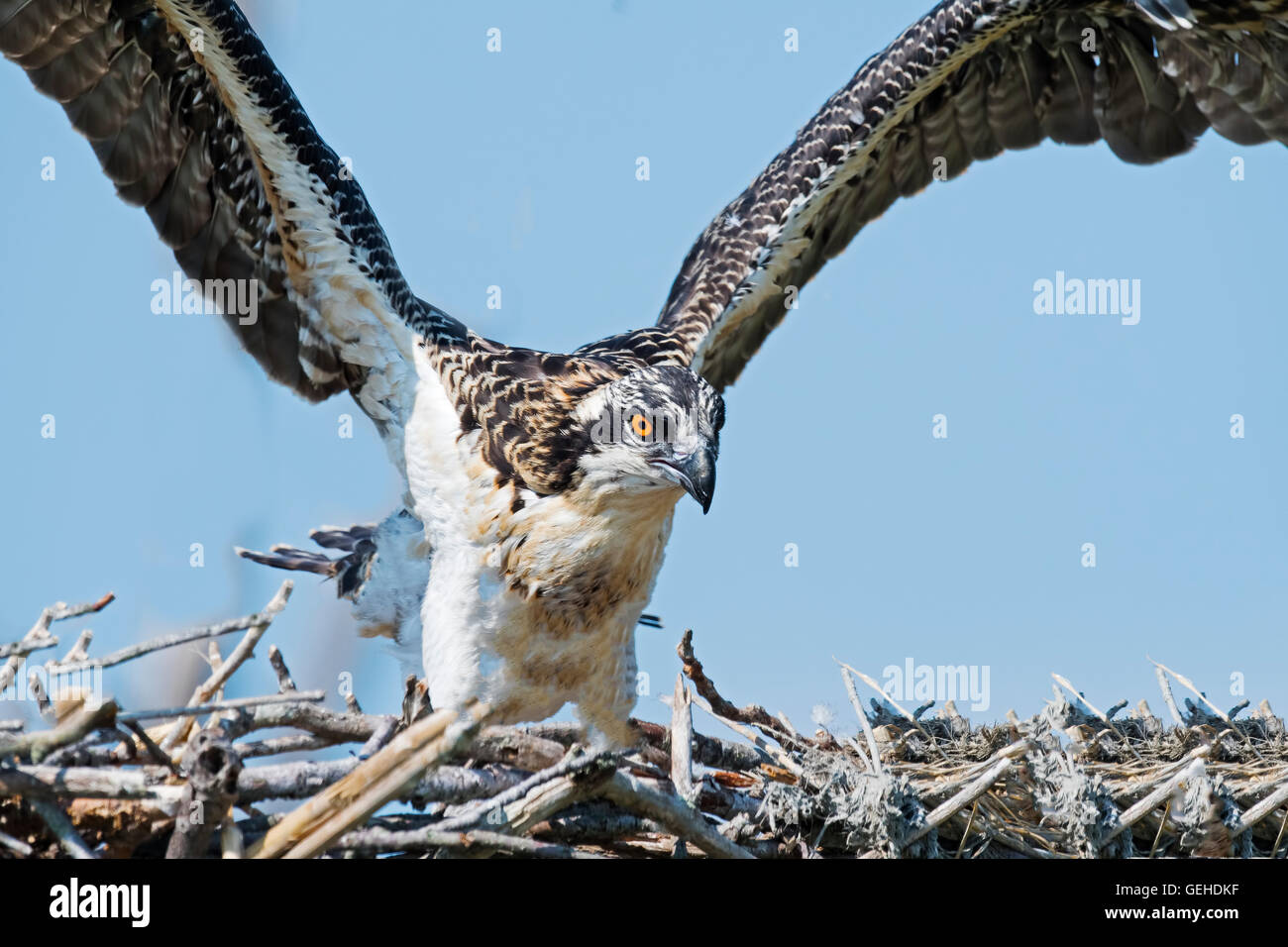 Juvenile osprey hi-res stock photography and images - Alamy