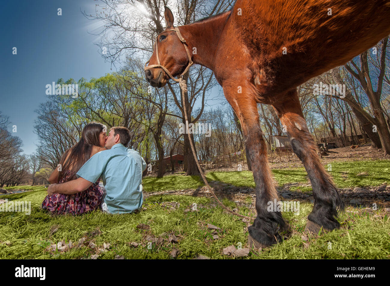 Horse cuddle hi-res stock photography and images - Alamy