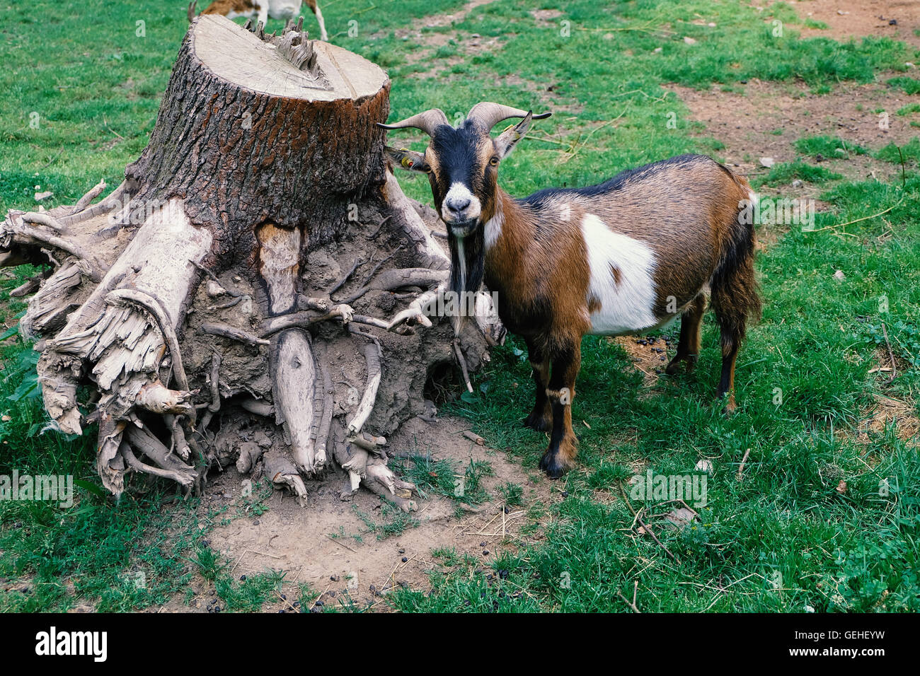 tree animal goat green nature Stock Photo - Alamy
