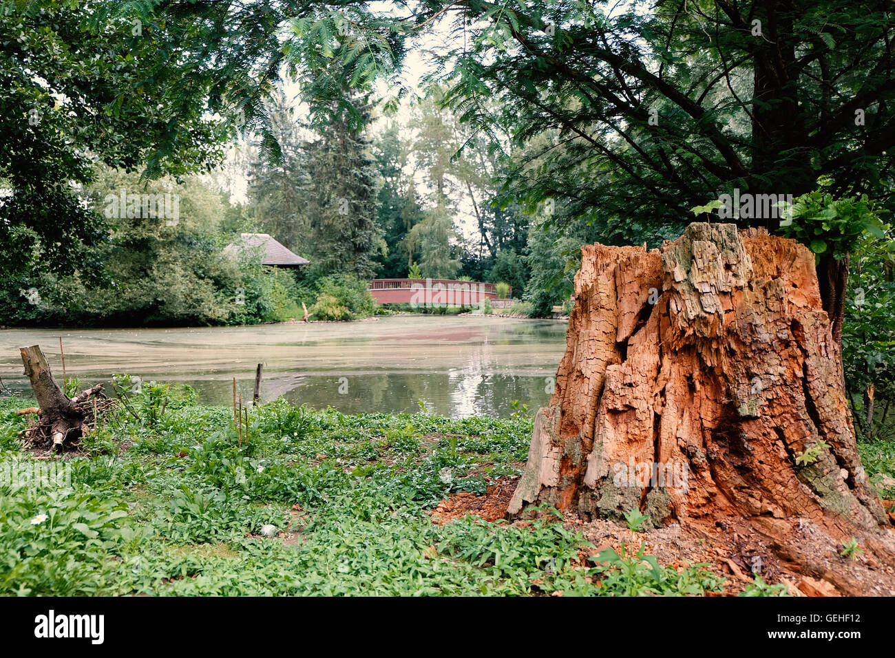 Cutted tree hi-res stock photography and images - Alamy
