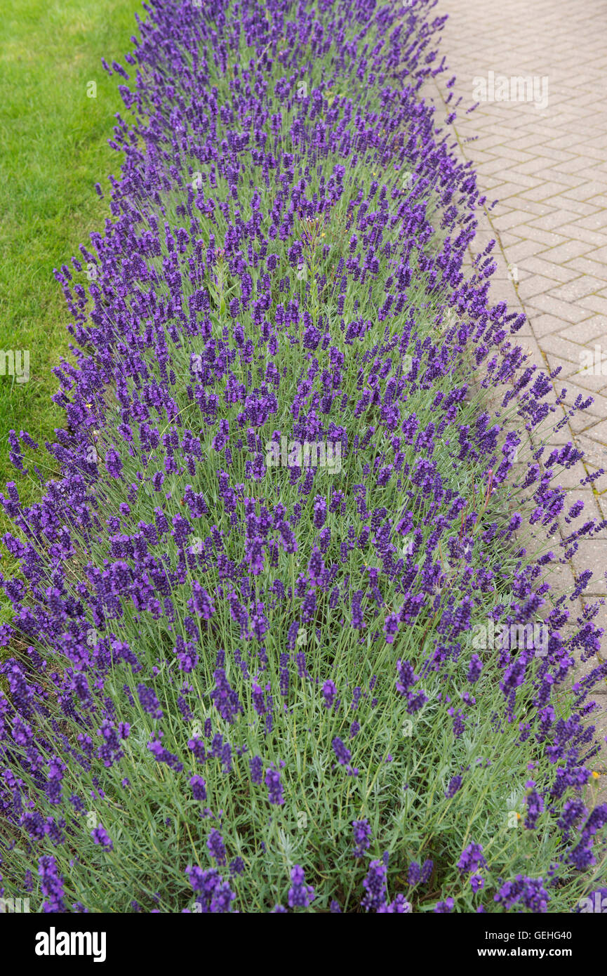 Lavender pathway hi-res stock photography and images - Alamy