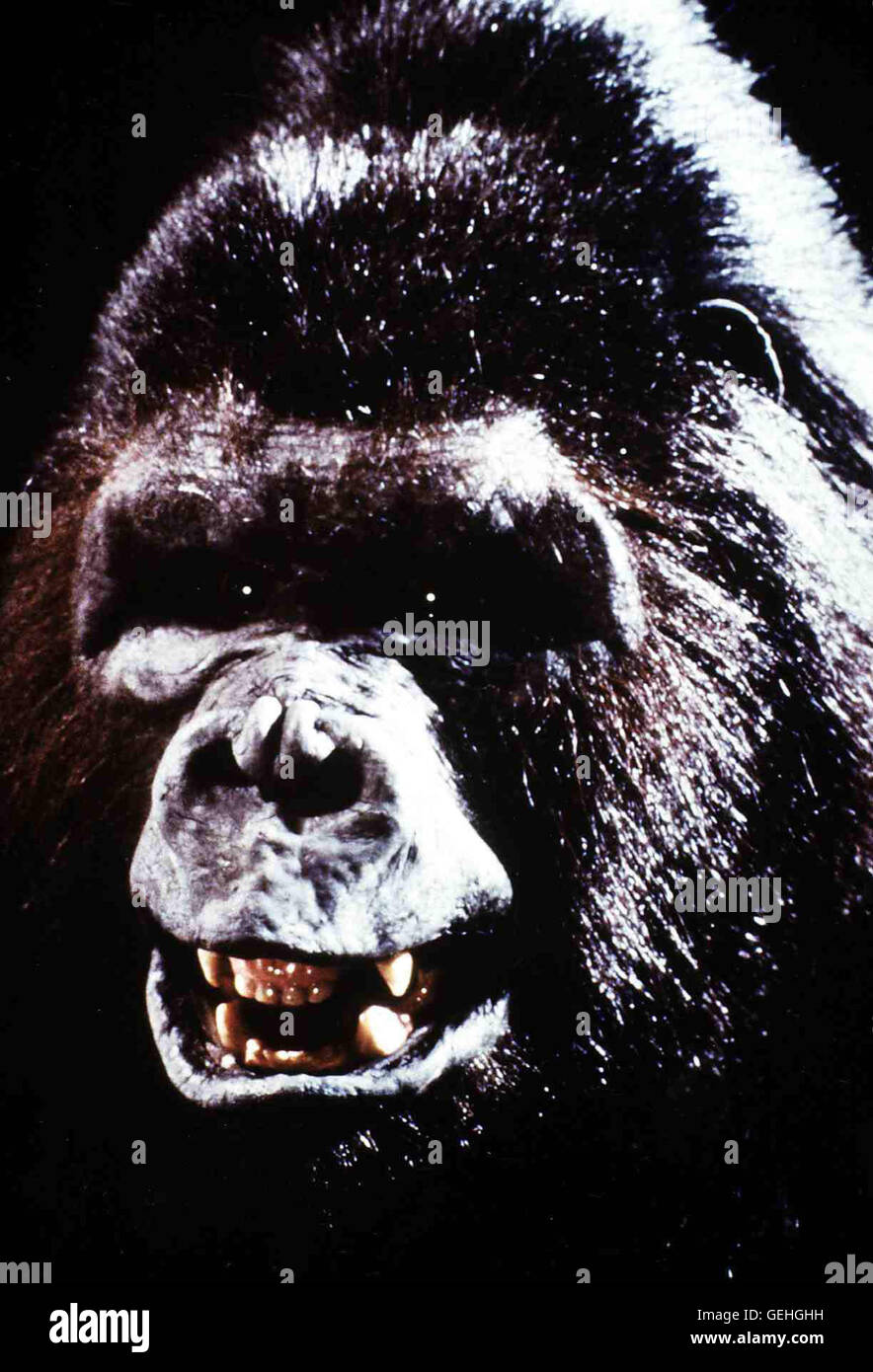 Peter elliot king kong lives hi-res stock photography and images - Alamy