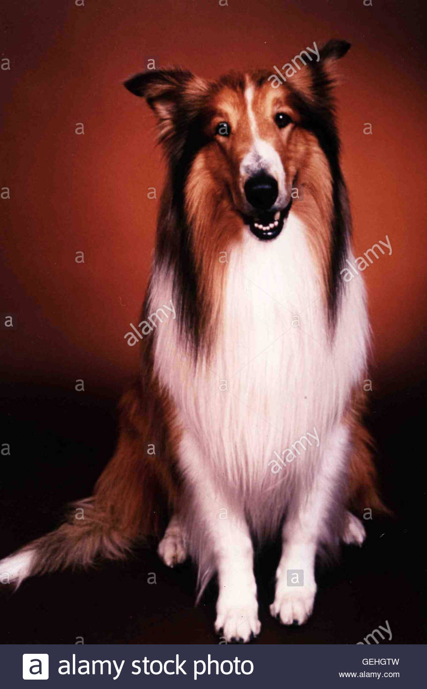 Lassie Lassie 1994 Stock Photos & Lassie Lassie 1994 Stock Images - Alamy