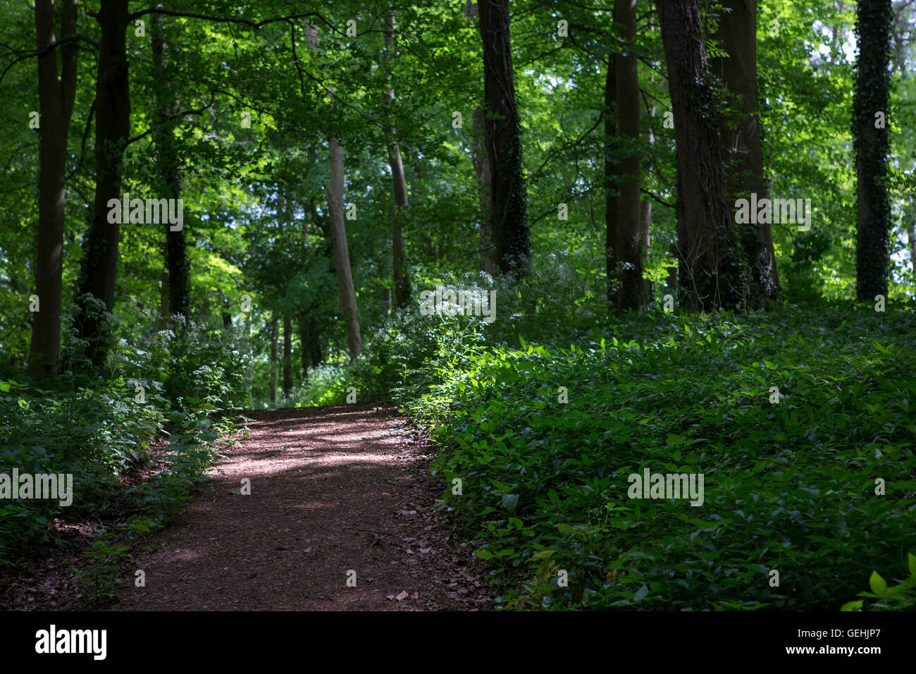 A forest path rising over a ridge in deep green woods with sunlight ...
