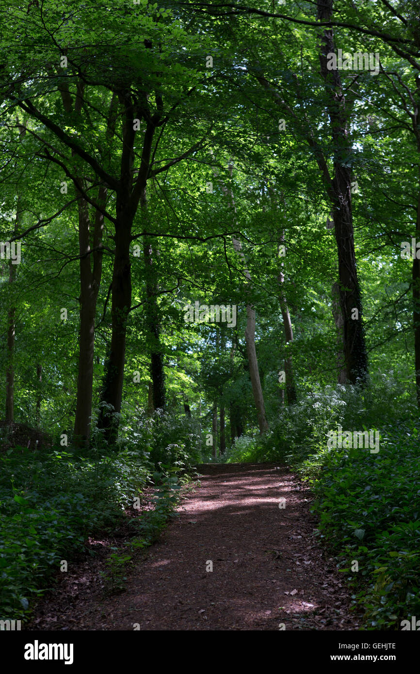 A forest path rising over a ridge in deep green woods with sunlight ...