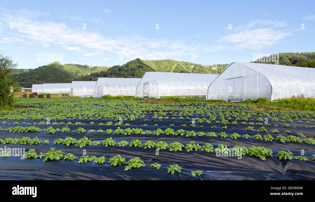 Tunnels growing various vegetables & hops, rows of potatoes in ...
