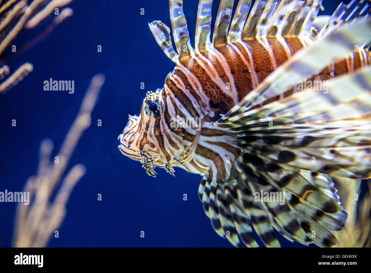 Fish in an aquarium Stock Photo - Alamy