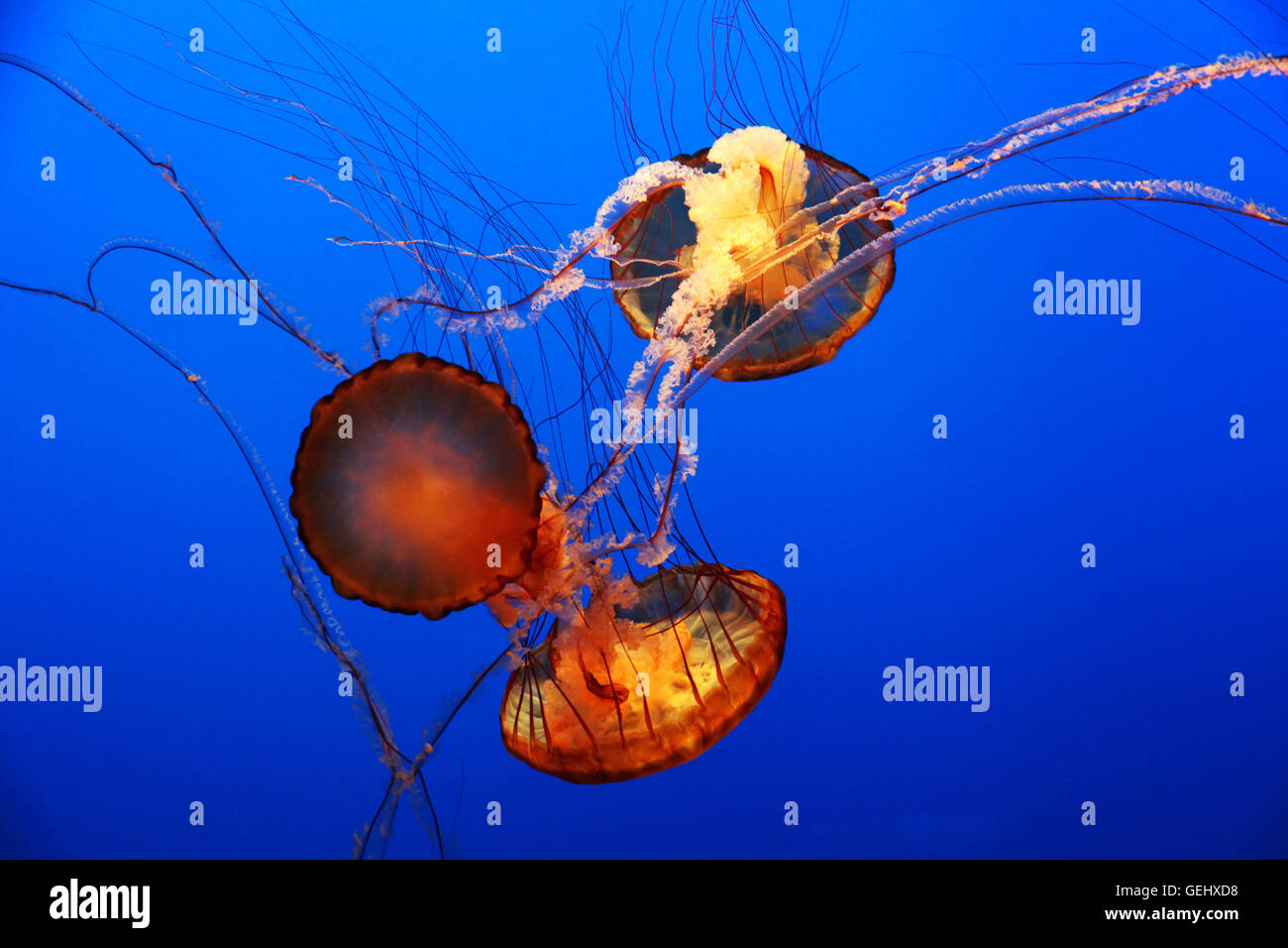 Beauty jellyfish hi-res stock photography and images - Alamy