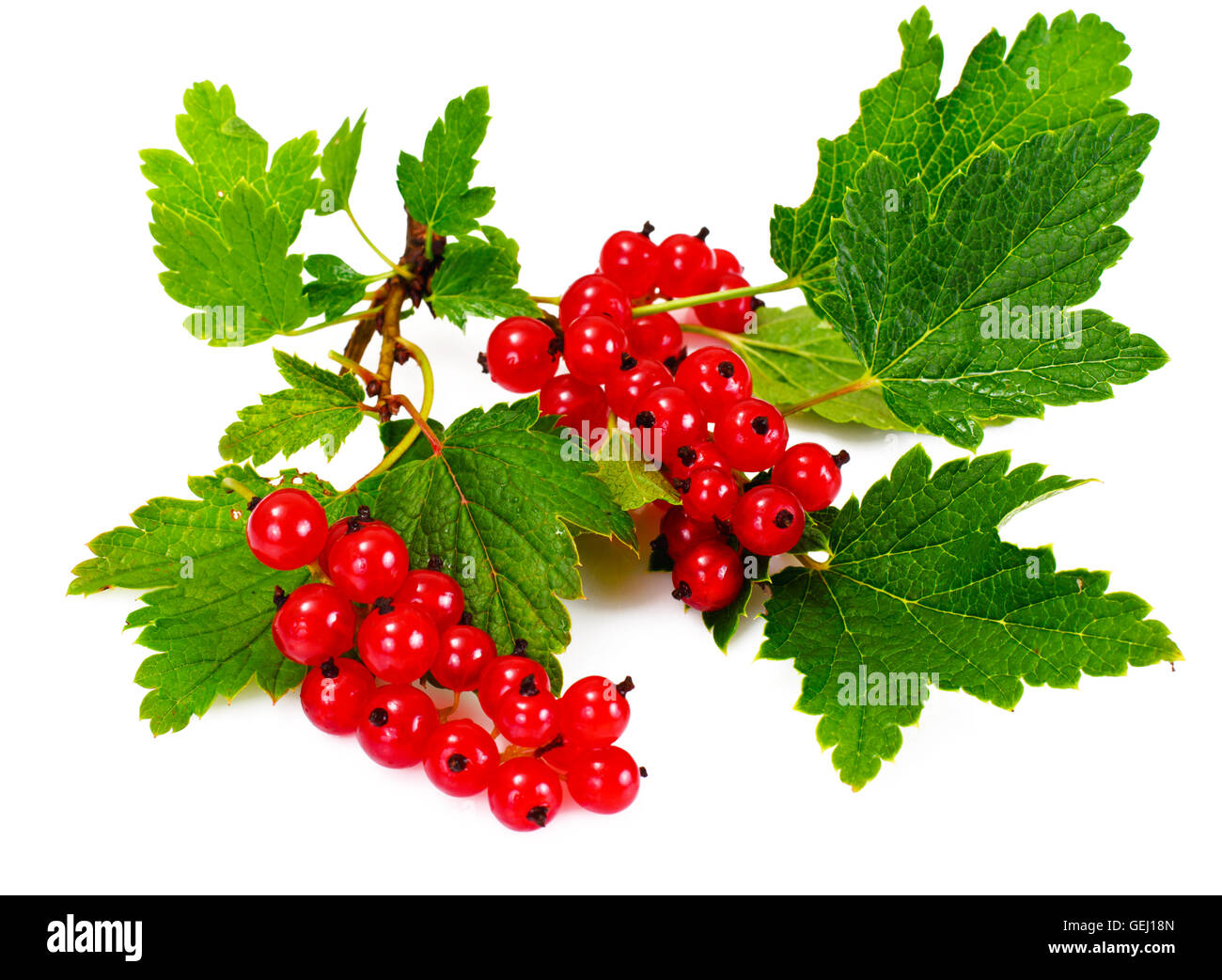 Red Currants Isolated on White Stock Photo - Alamy