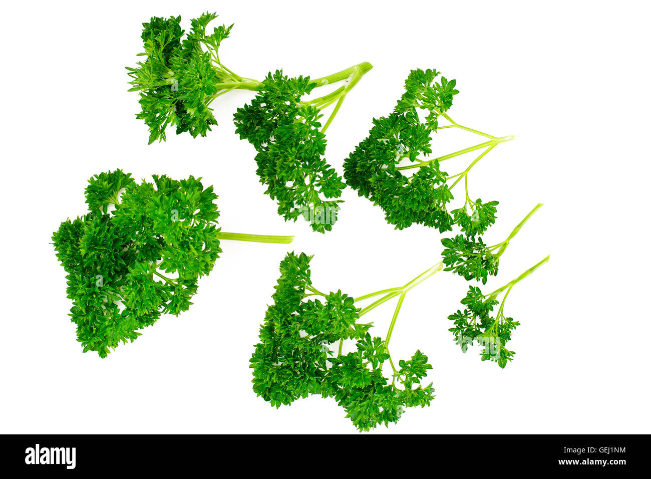 Parsley on White Background Stock Photo - Alamy