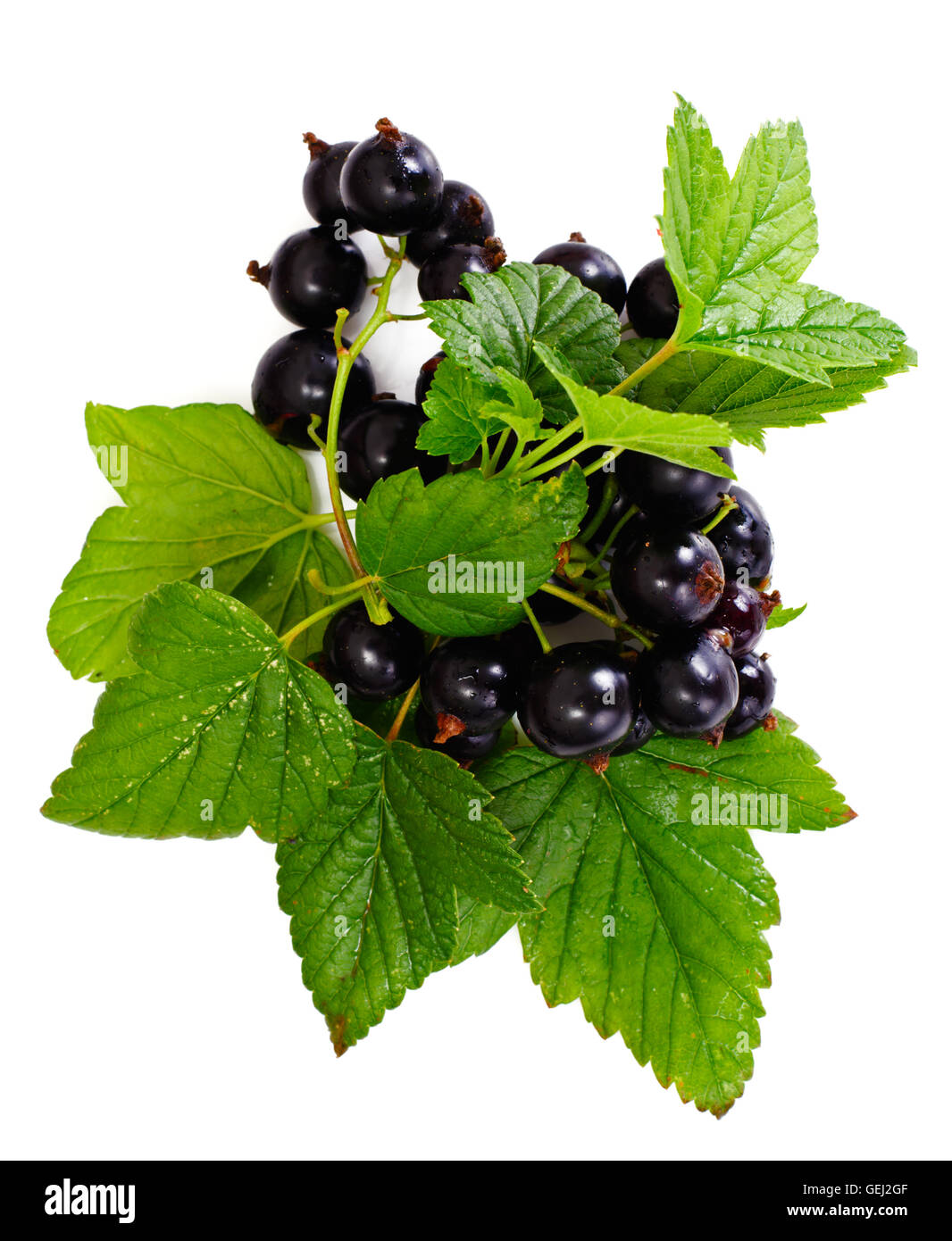 Blackcurrant juice Cut Out Stock Images & Pictures - Alamy