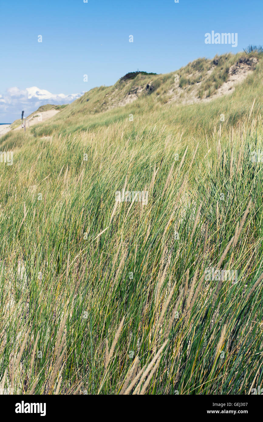 Dune grasses at the seashore Stock Photo - Alamy