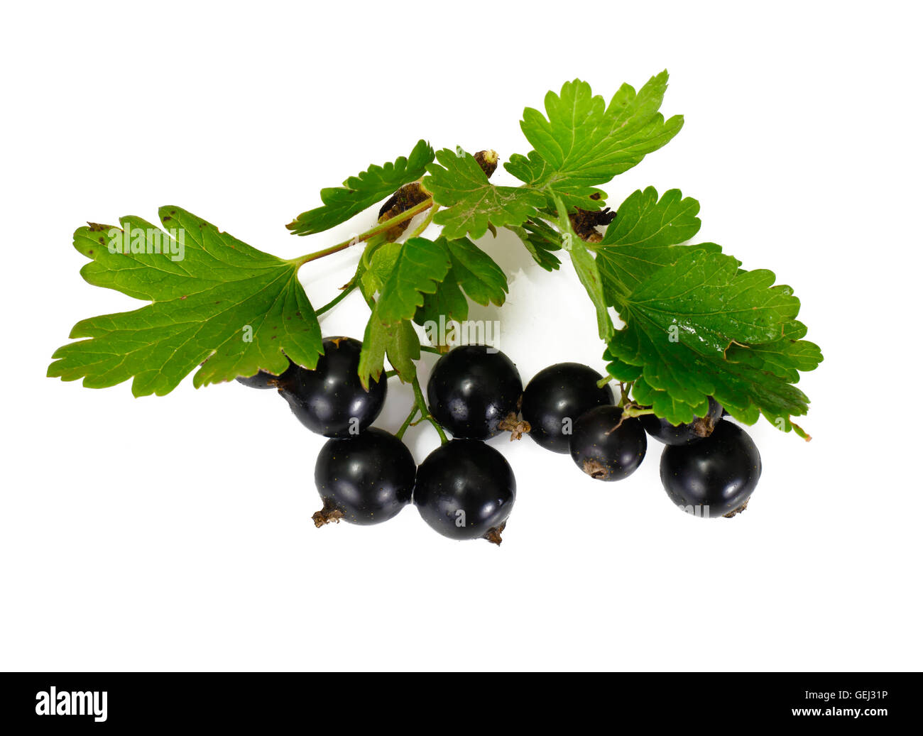 Black Currants Isolated on White Stock Photo - Alamy