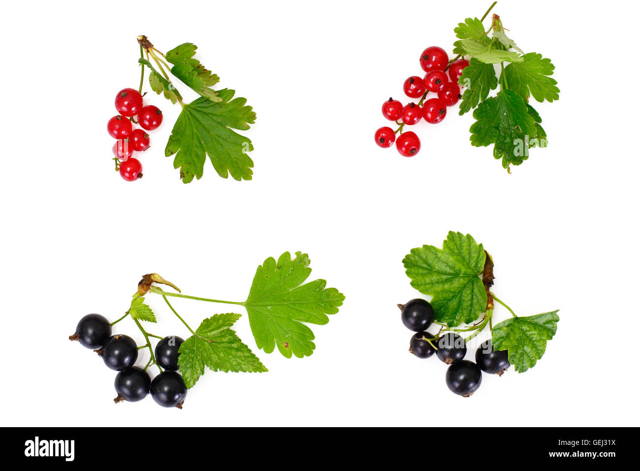 Red currants with green leaf Cut Out Stock Images & Pictures - Alamy