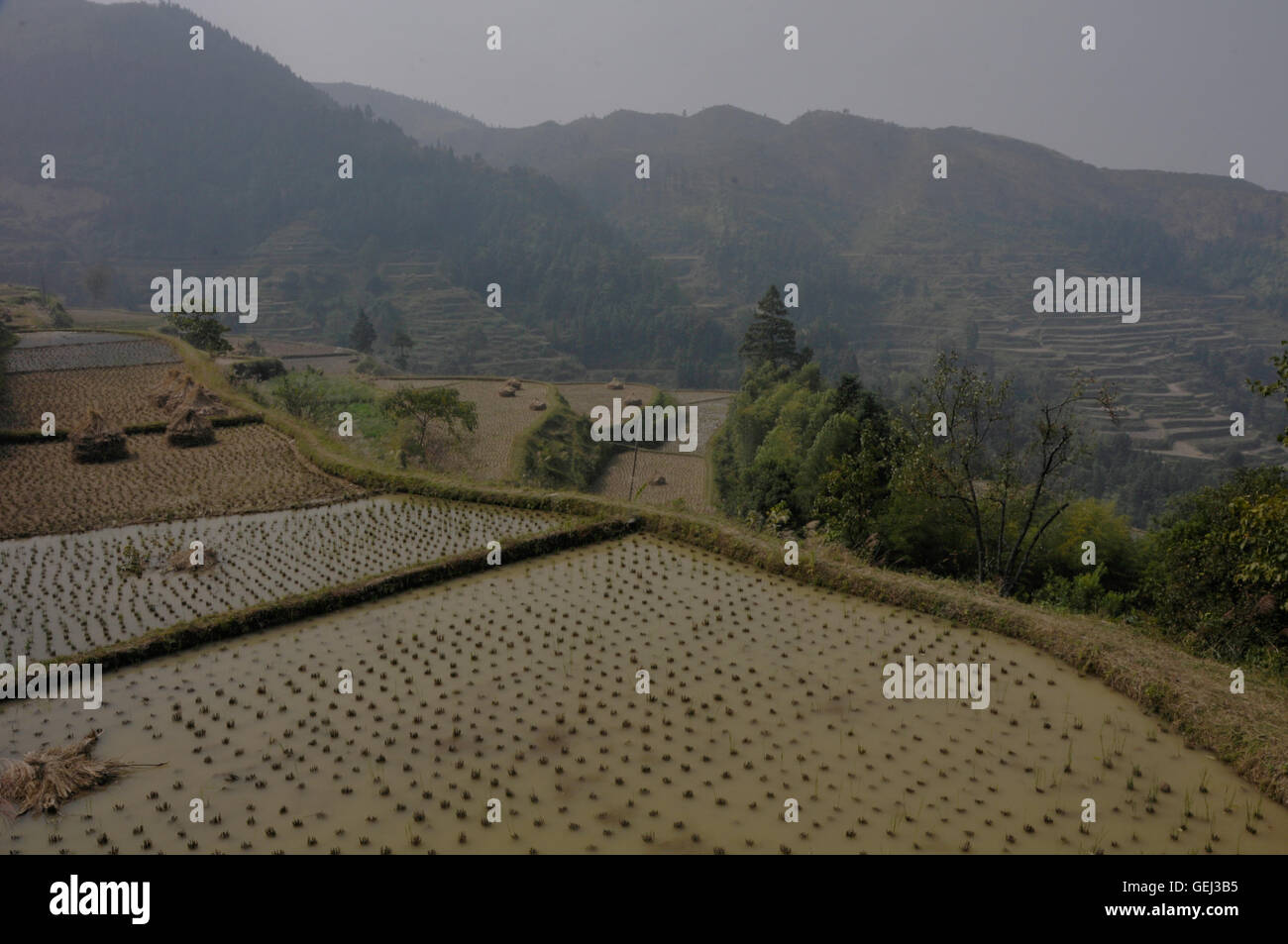 Rice fields in the mountains up above the small Dong village of Jiting ...