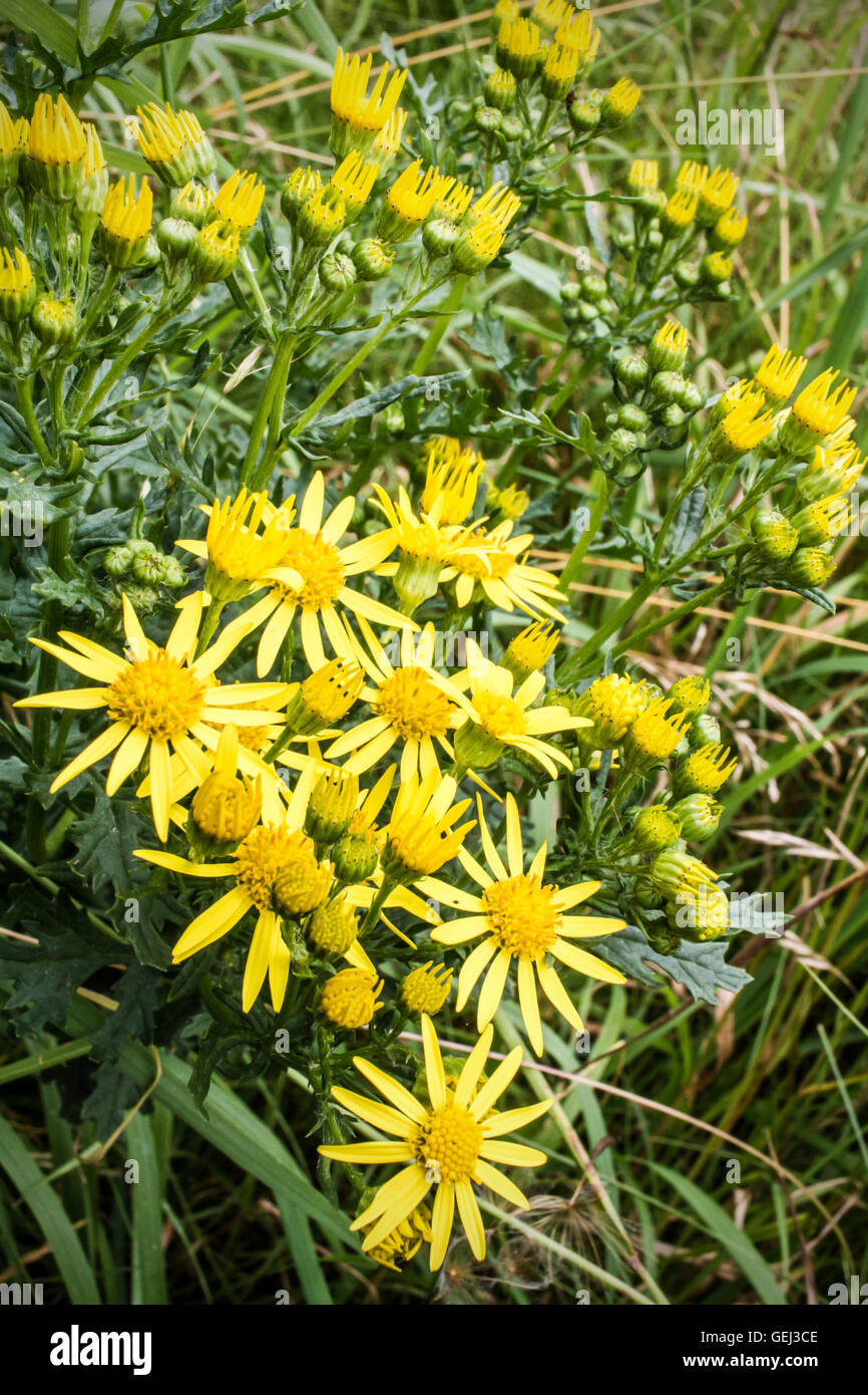 Golden shrub daisy hi-res stock photography and images - Alamy