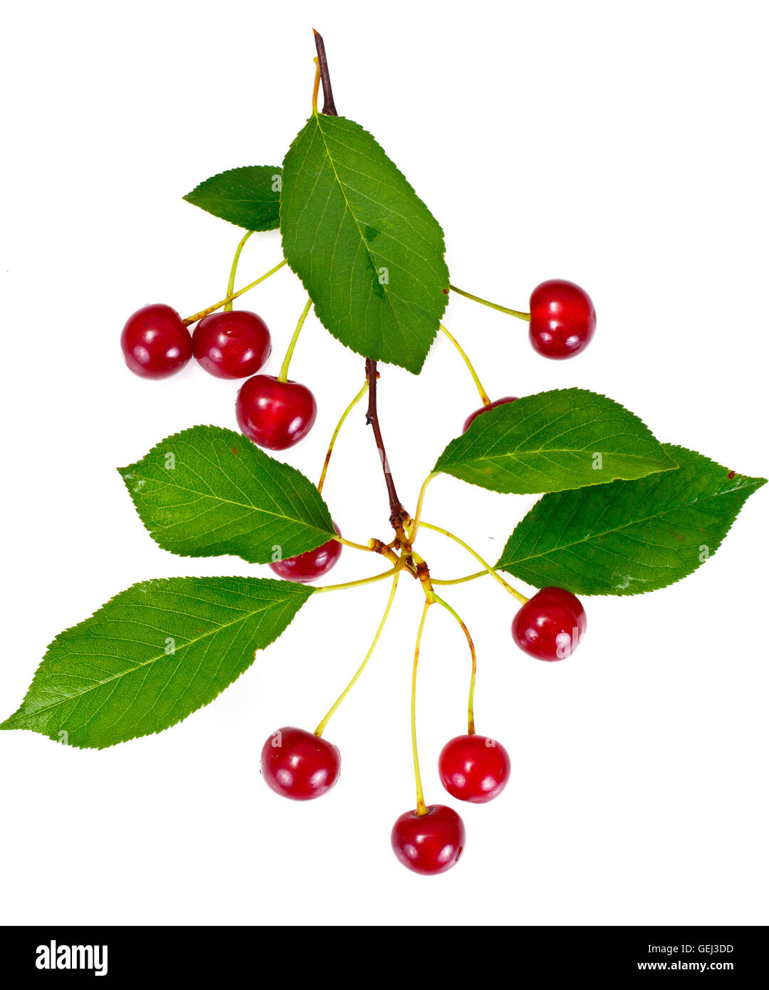 Ripe Juicy Cherries on White Background Stock Photo - Alamy
