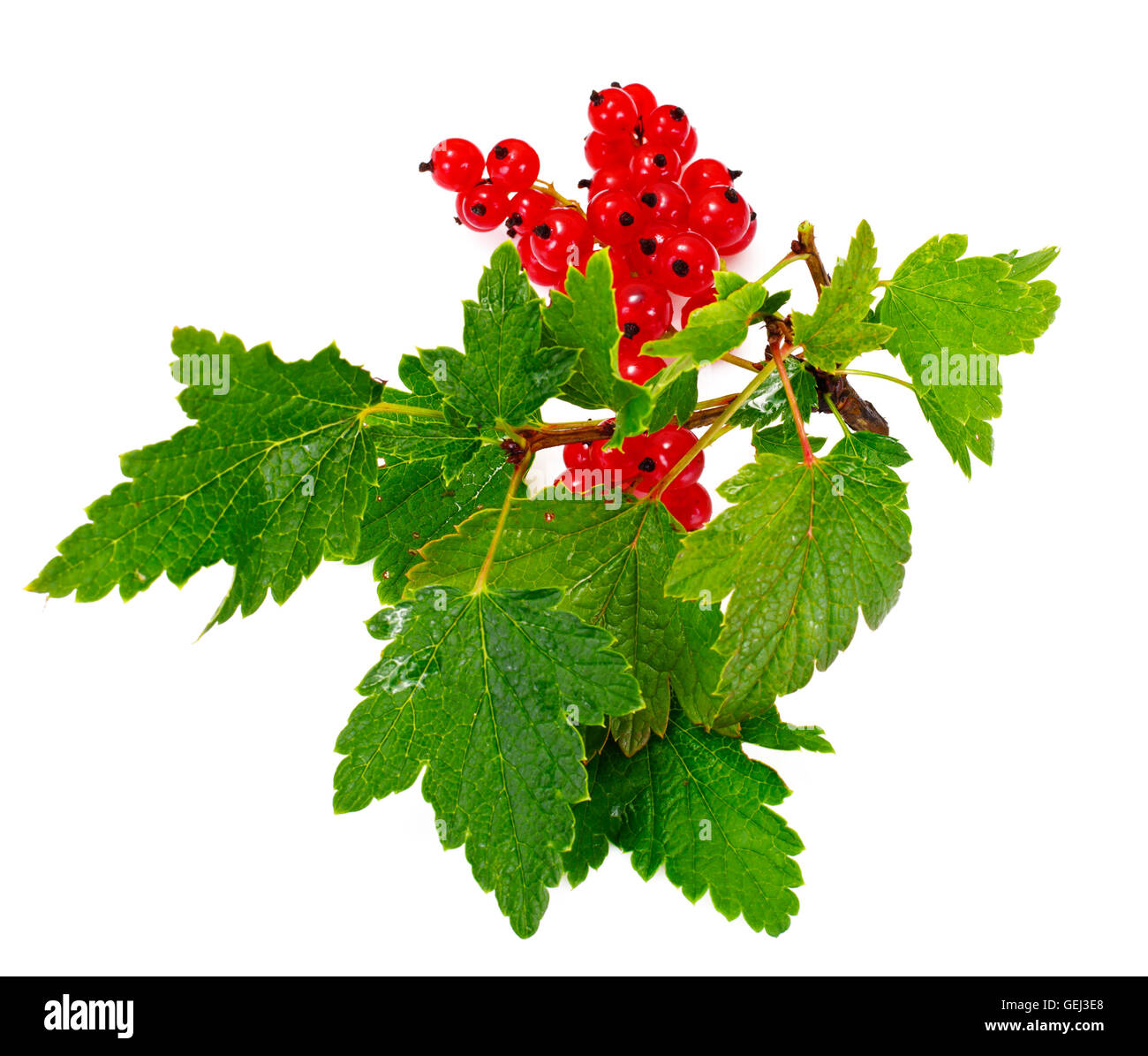 Red Currants Isolated on White Stock Photo - Alamy