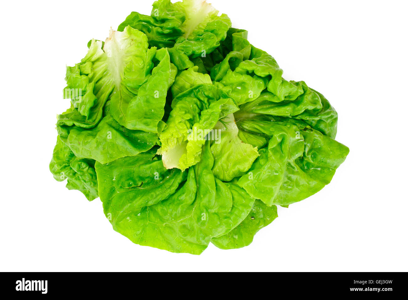 Green Fresh Lettuce Stock Photo - Alamy