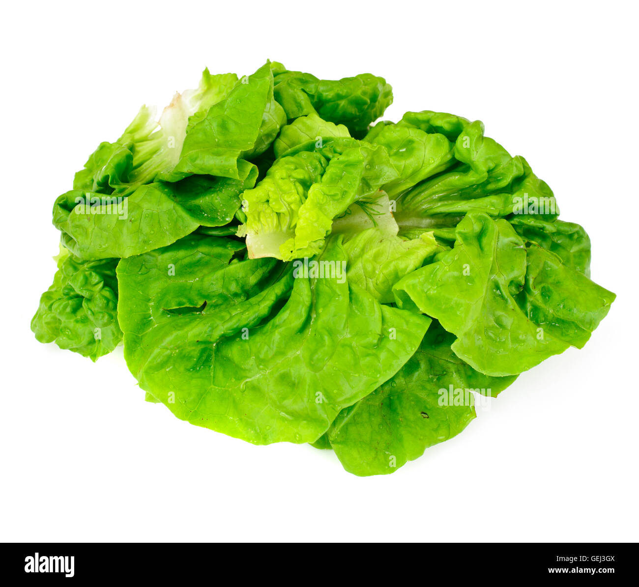 Green Fresh Lettuce Stock Photo - Alamy