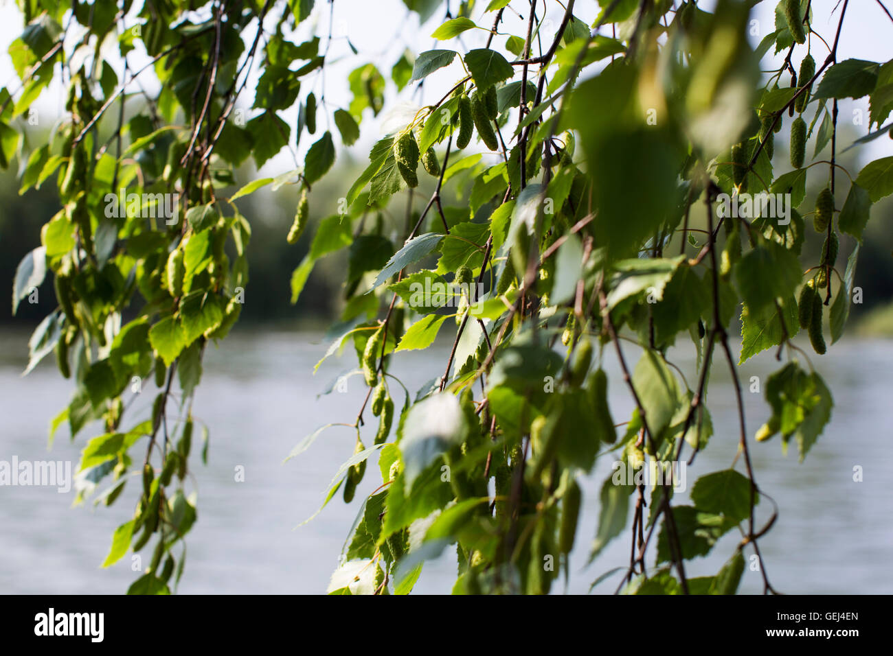 Leaves from an over hanging tree blow in the gentle breeze beside a ...
