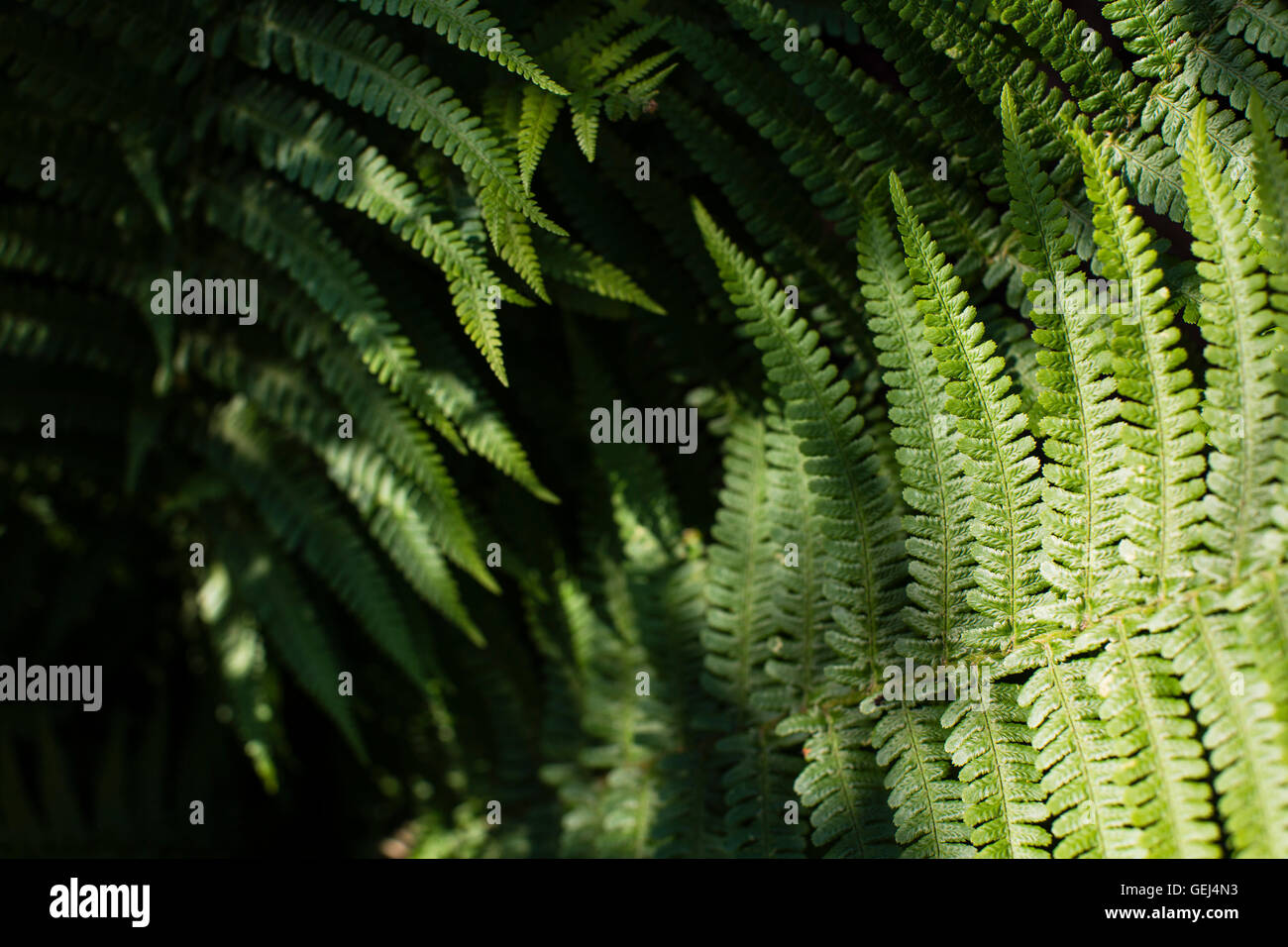 Close up of ferns backlit in a forest scene Stock Photo - Alamy