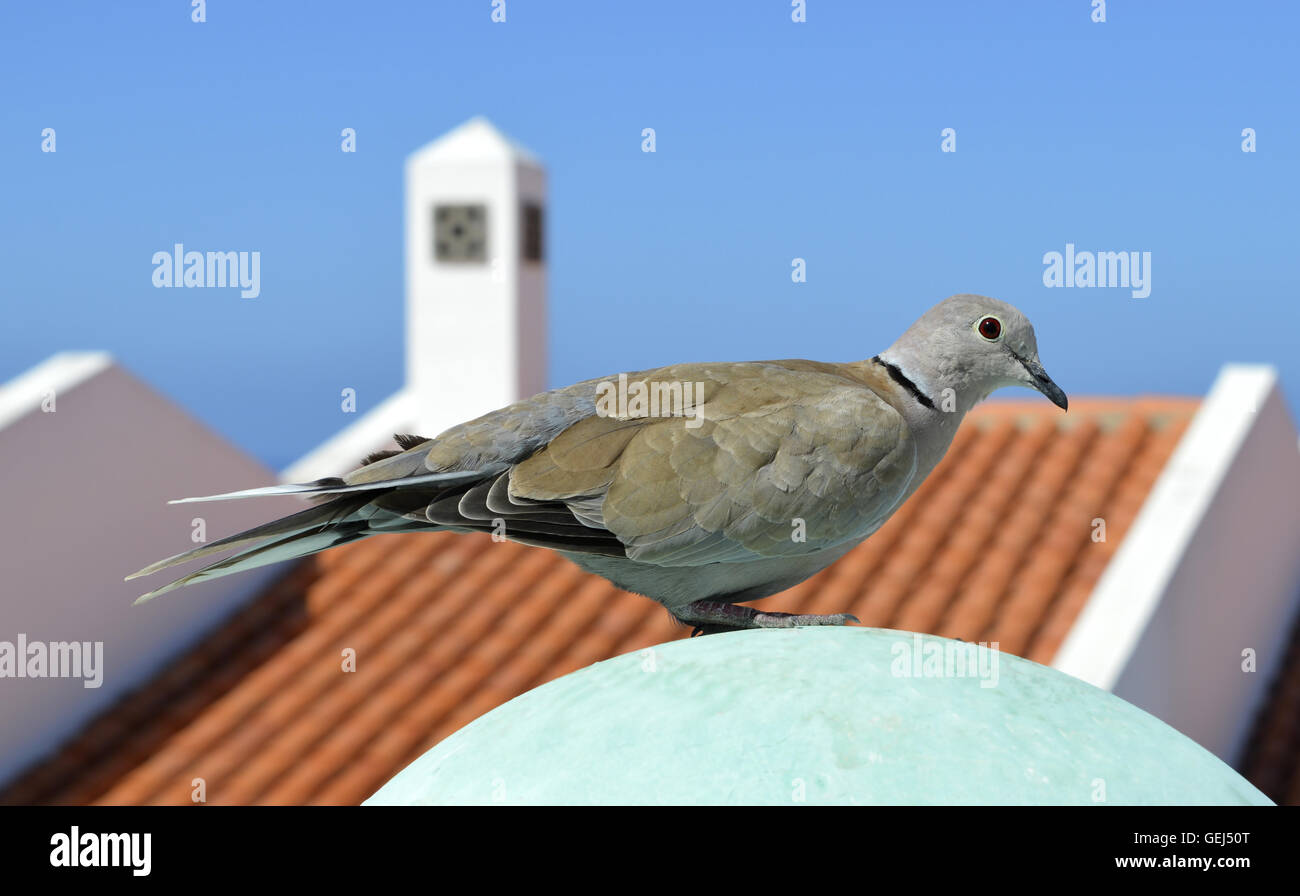 Eurasian collared dove Latin name Streptopelia decaocto Stock Photo - Alamy