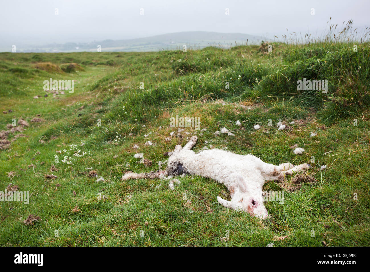 Dead lamb hi-res stock photography and images - Alamy