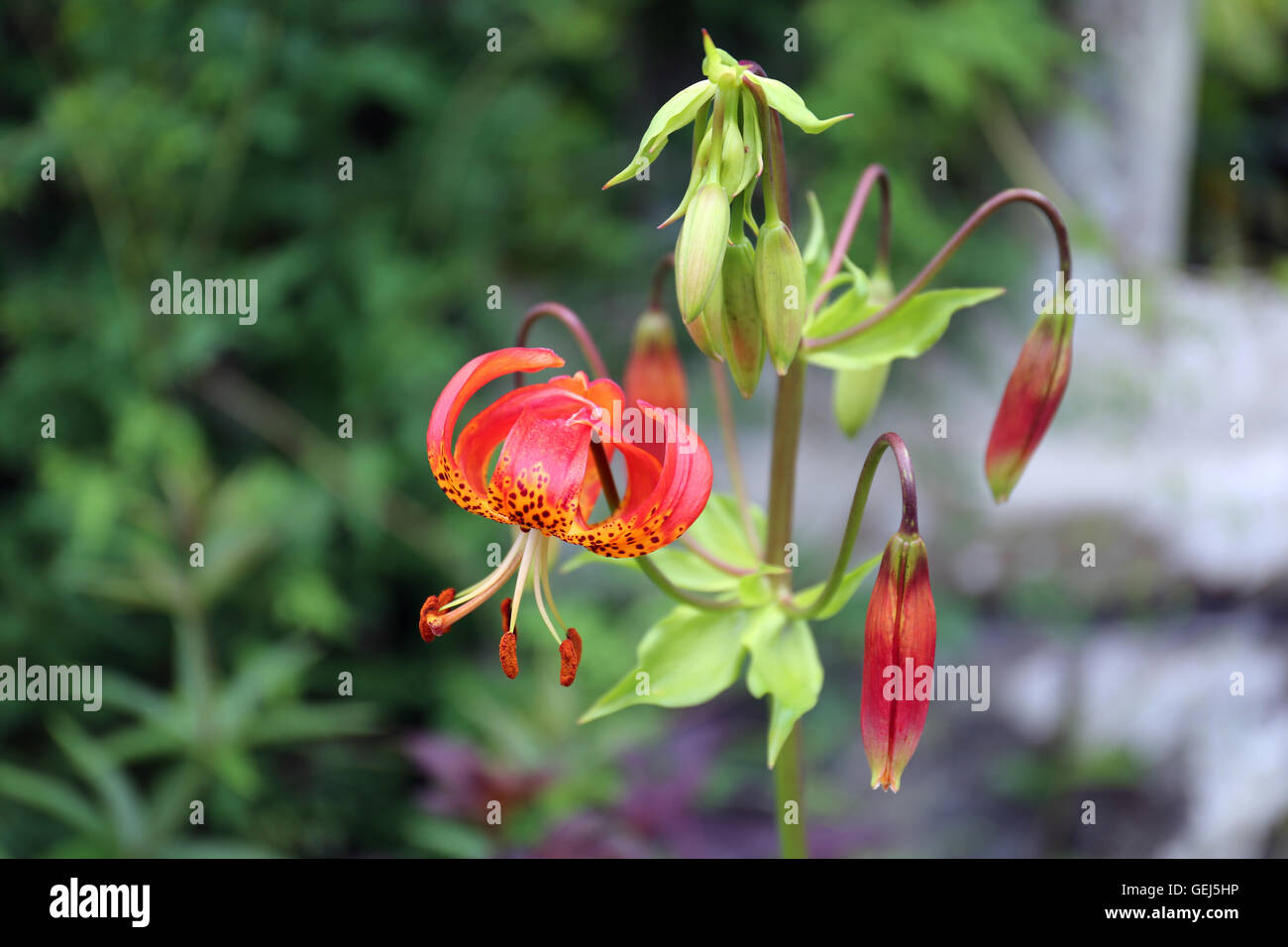 Firebird plant hi-res stock photography and images - Alamy