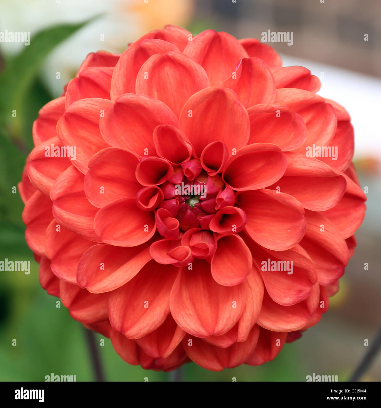 Red Decorative Dahlia Close Up High Resolution Stock Photography and ...