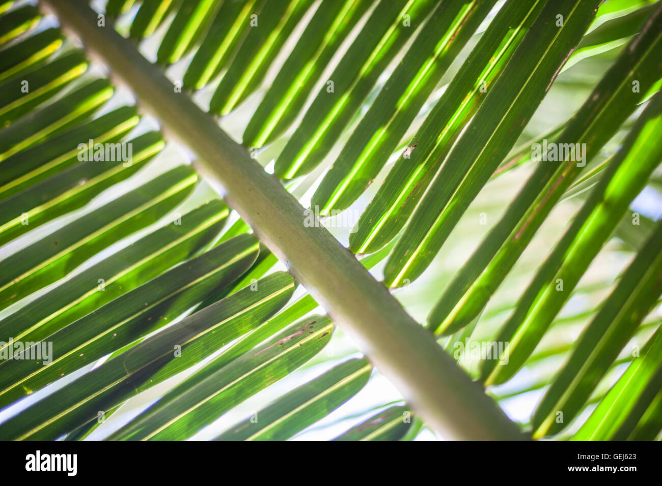 Macro photo Green Tropycal Palm on the Blurred background. Wild Nature ...