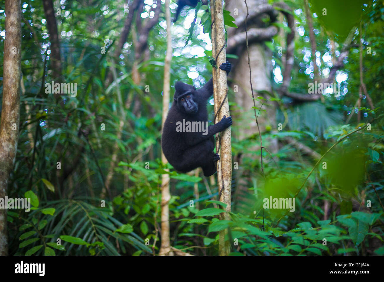Photo Black Monkey Climbing in a Tree Jungle. Nature Background ...