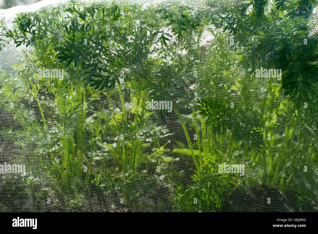 Carrots under insect mesh Stock Photo - Alamy