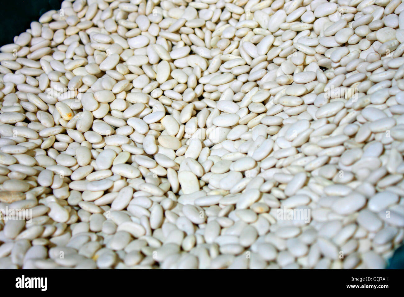 Bean is a common name for large plant seeds of several genera of the ...