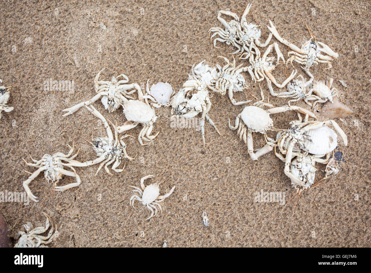 A collection of small dead crab shells on a sandy beach Stock Photo - Alamy