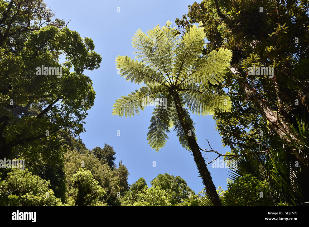 Giant fern in native New Zealand bush Stock Photo - Alamy