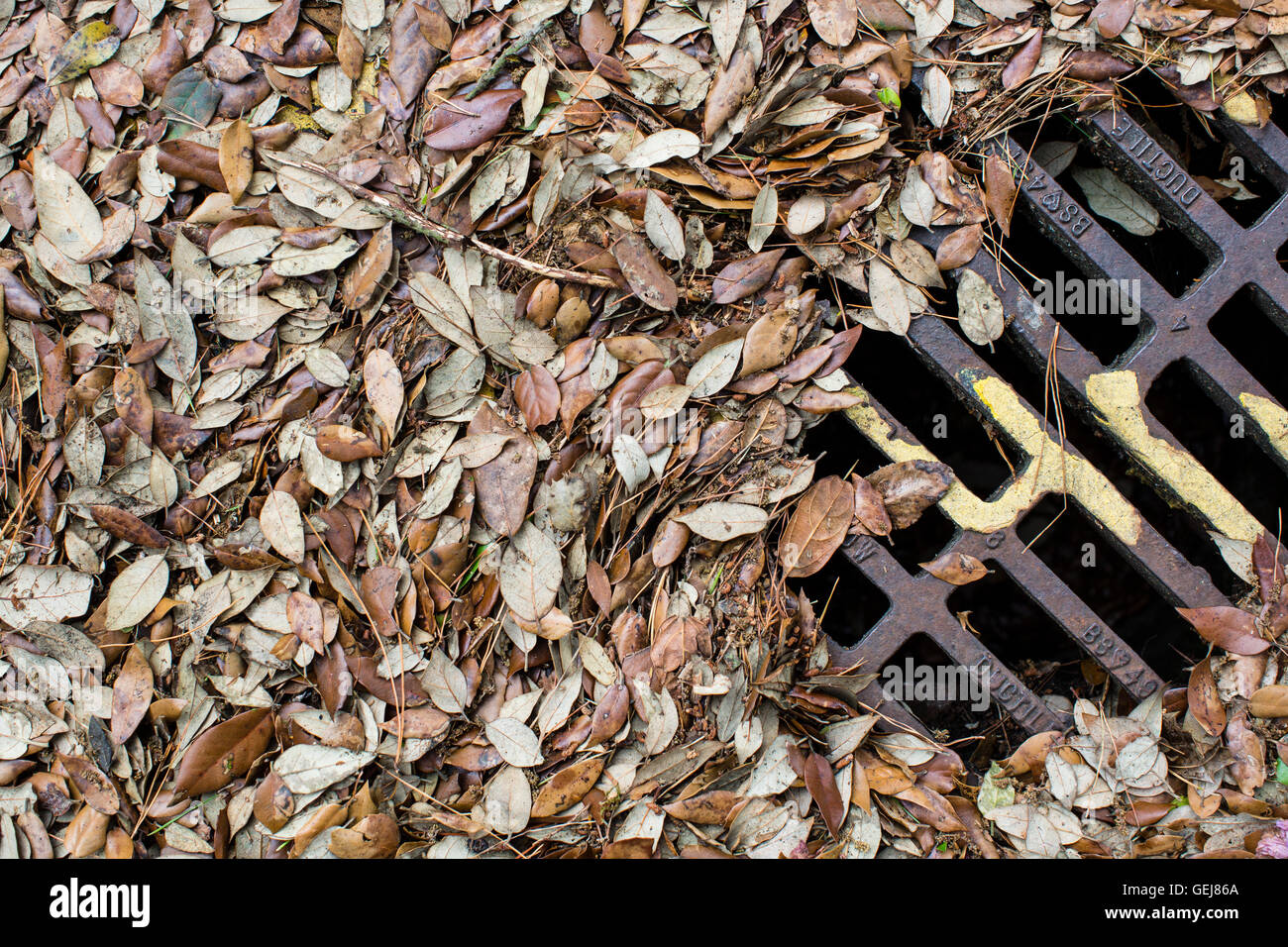 Half dead leaf hi-res stock photography and images - Alamy