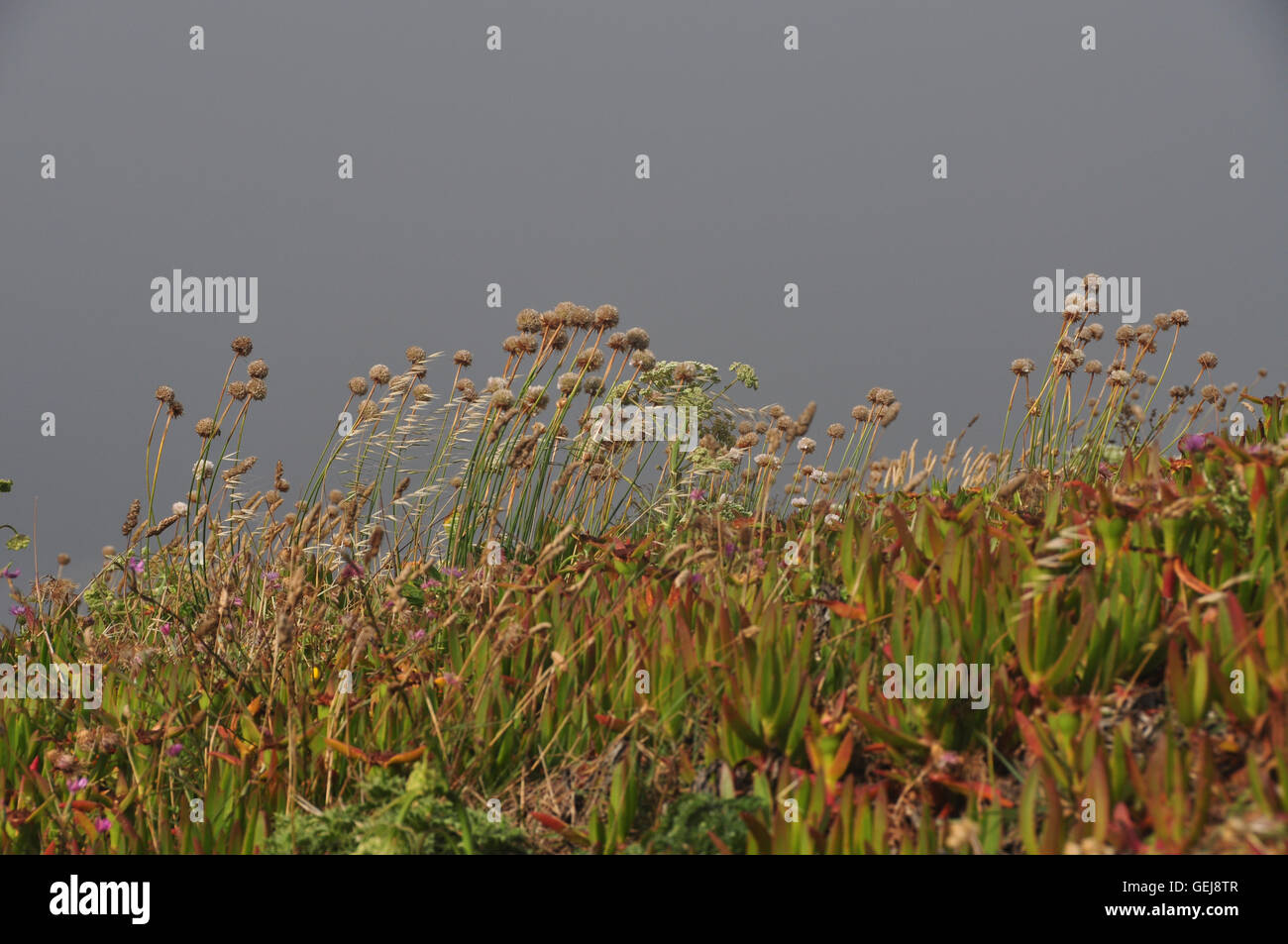 Stalks of flowers hi-res stock photography and images - Alamy