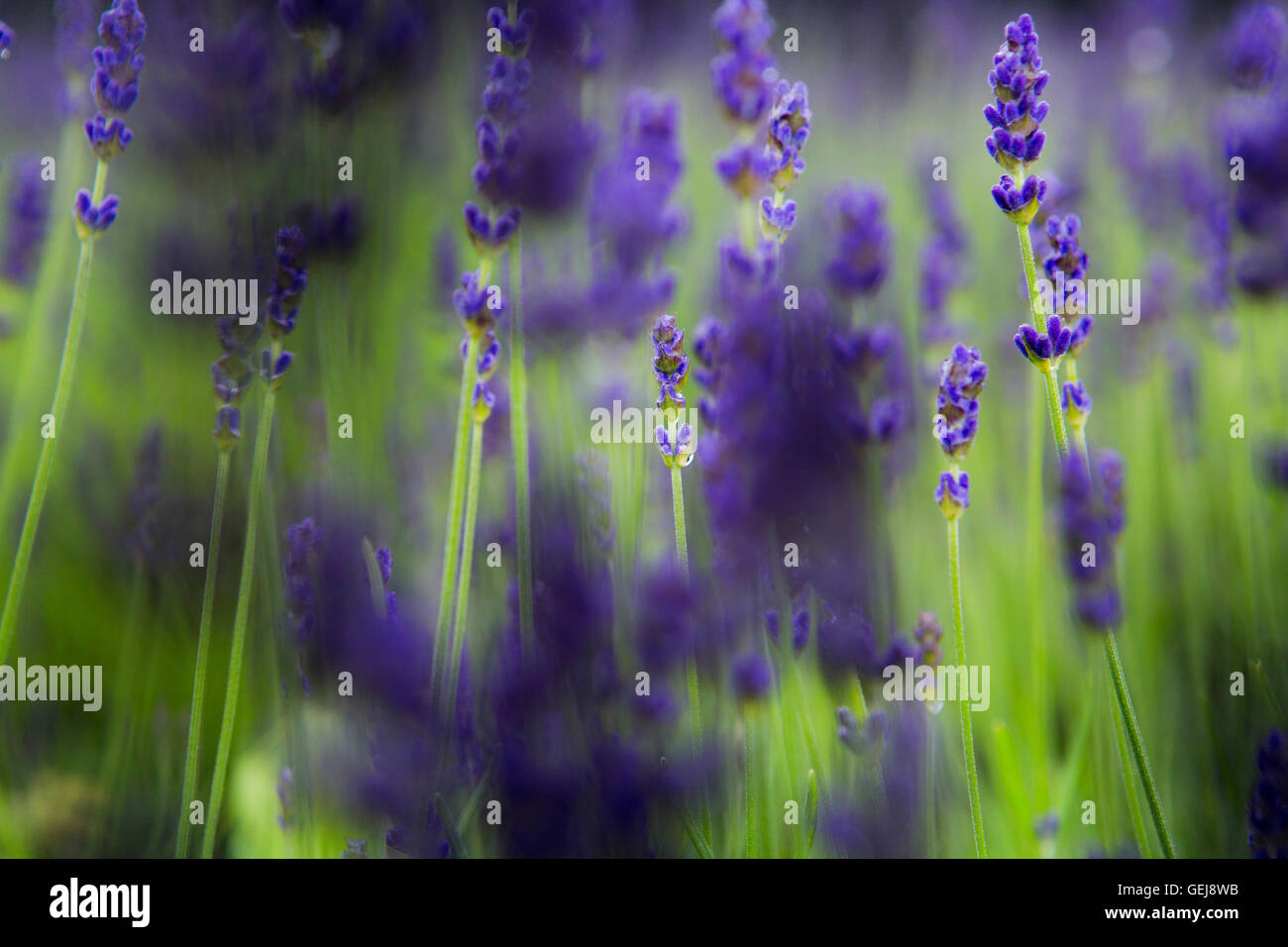 Tall stems of deep purple lavender flowers ina garden border Stock ...