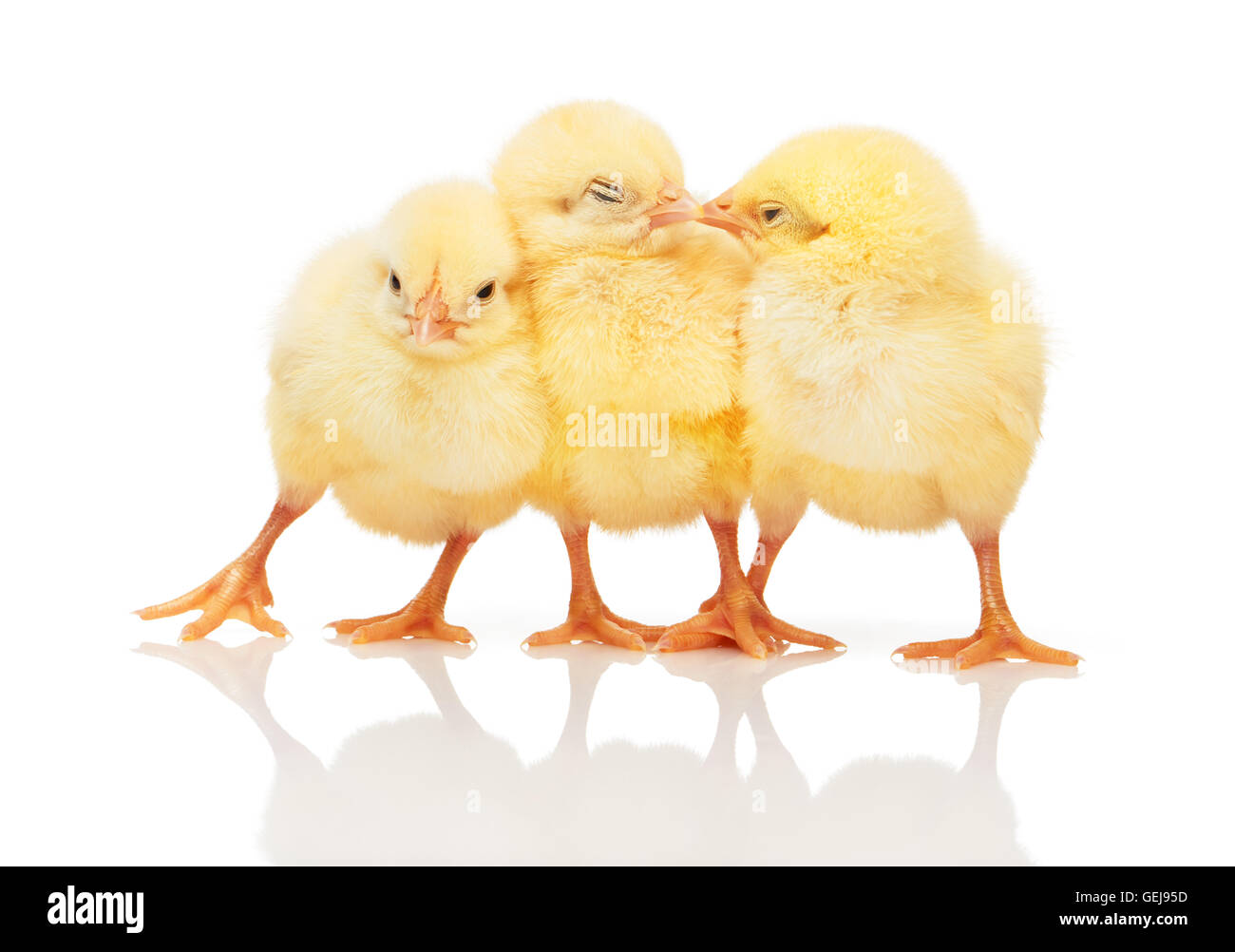 Three small yellow chickens standing close to each other, isolated on ...