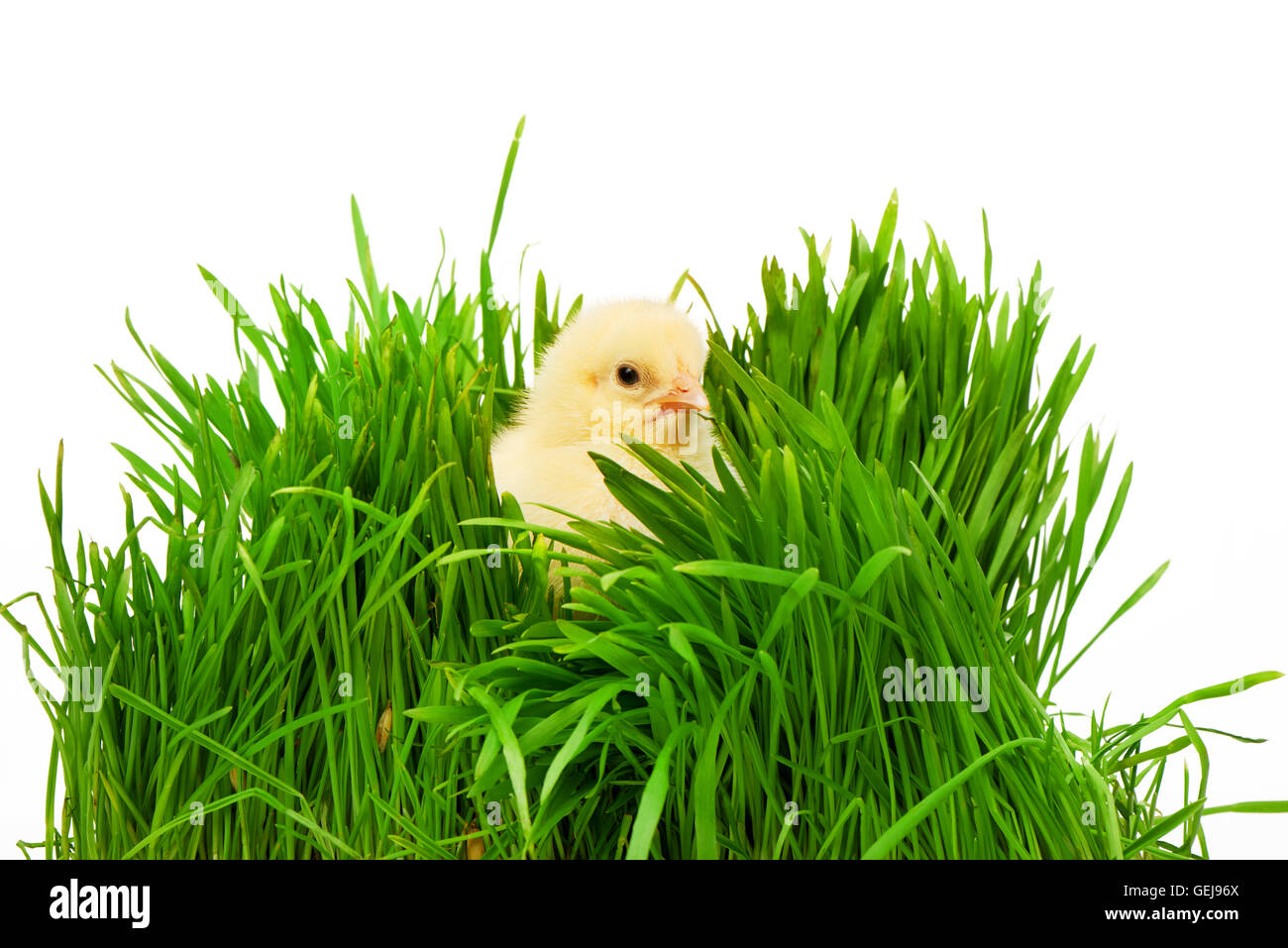 Chicken grass hi-res stock photography and images - Alamy