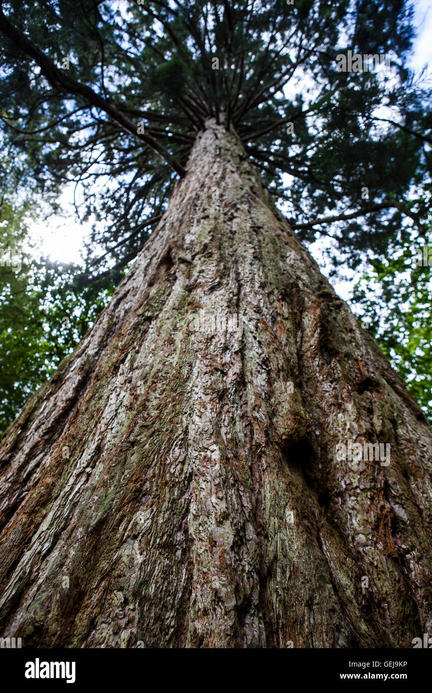 Looking up at tall tree hi-res stock photography and images - Alamy