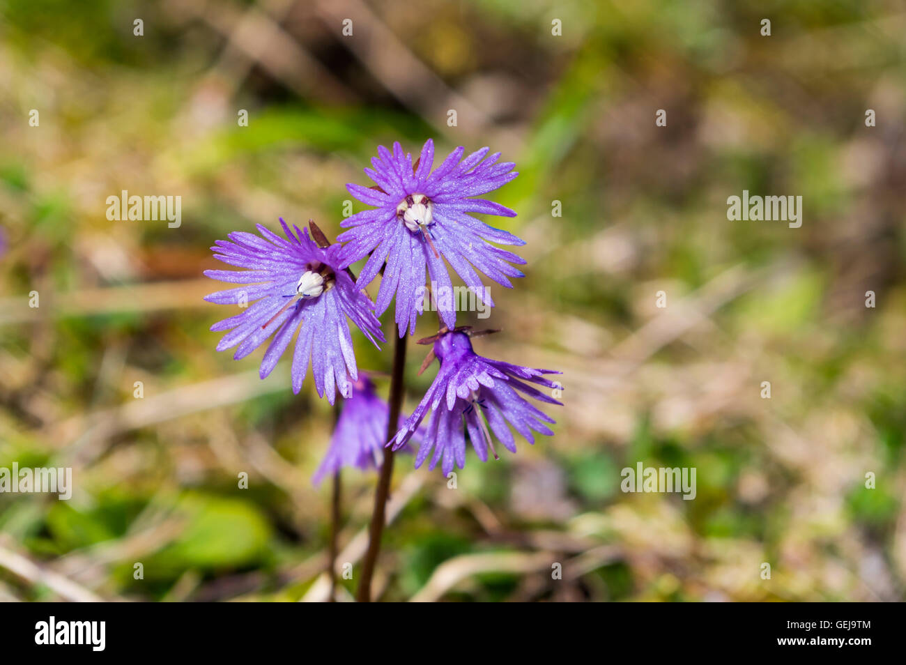 Soldanella alpina hi-res stock photography and images - Alamy