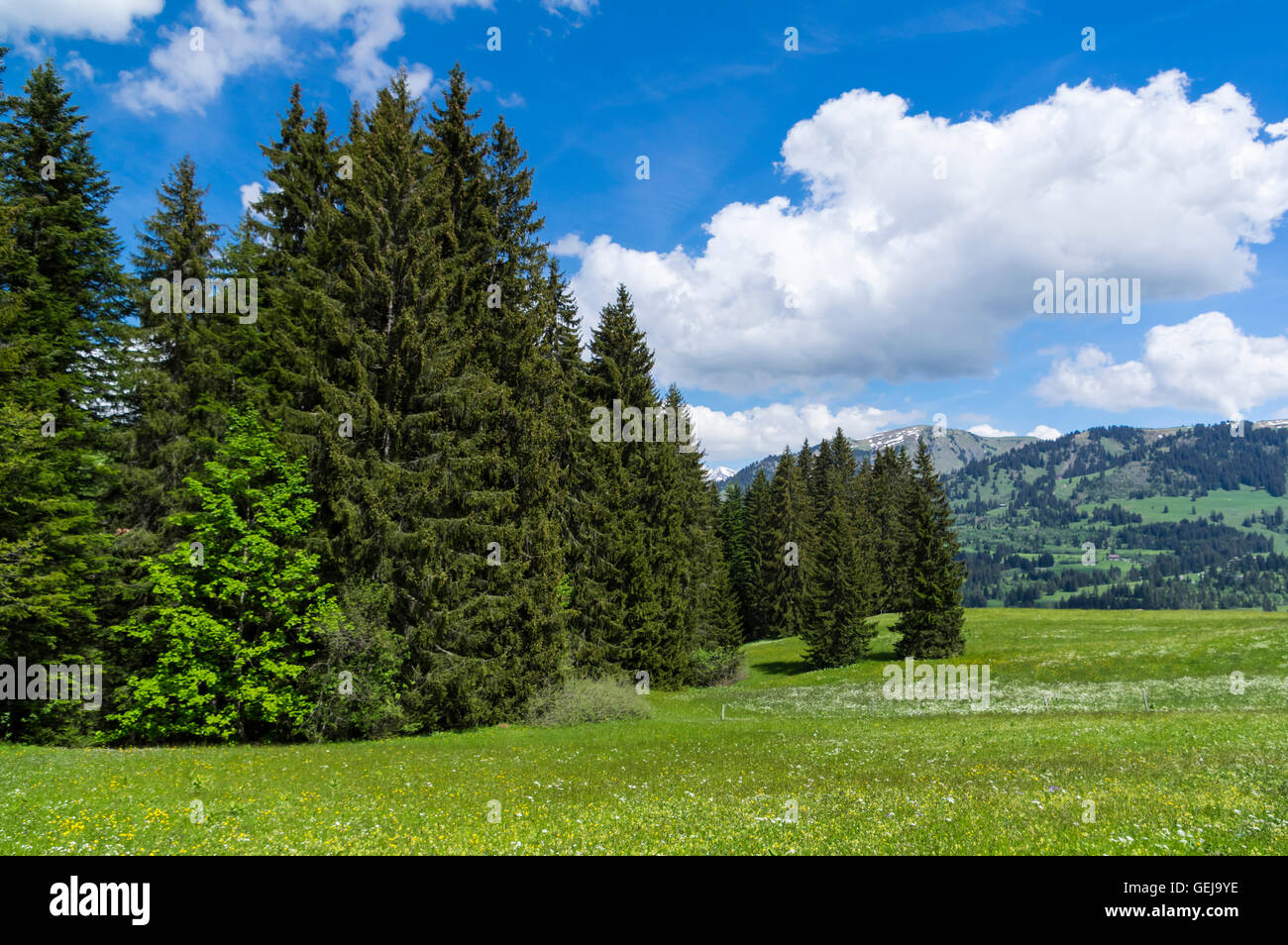 Trees and meadow in the Swiss Alps in summer Stock Photo - Alamy