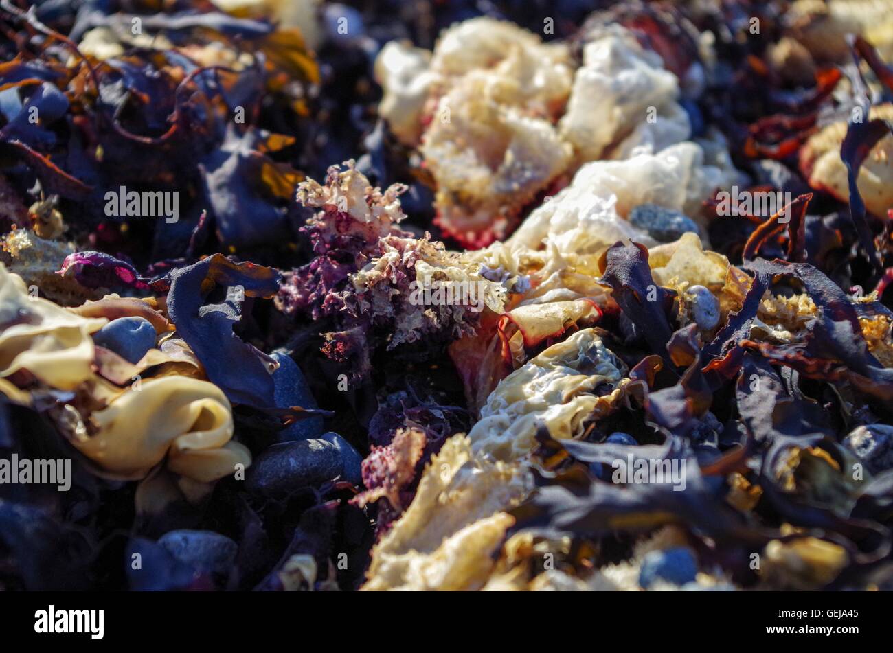 Weed texture hi-res stock photography and images - Alamy