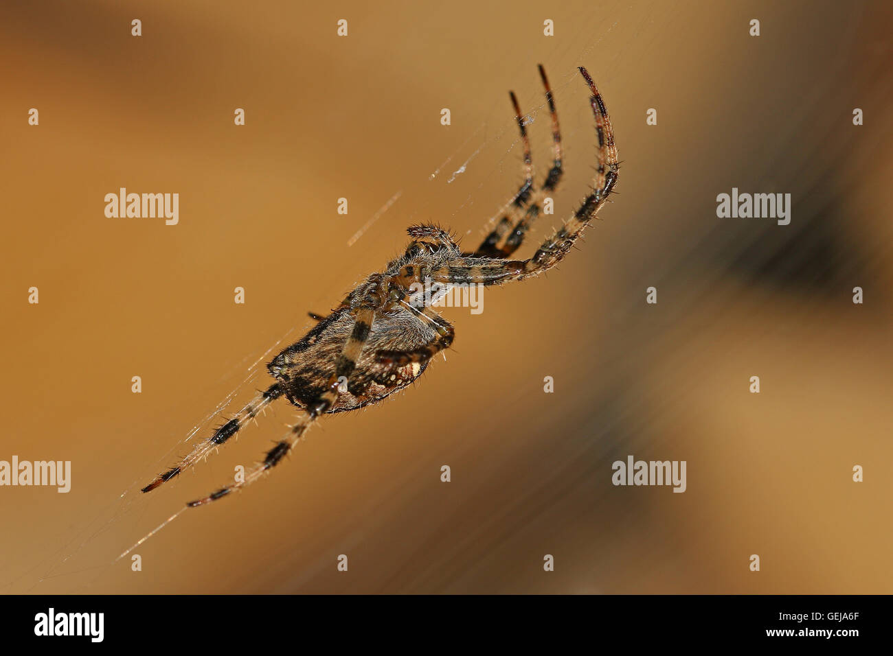 Spider side view hi-res stock photography and images - Alamy