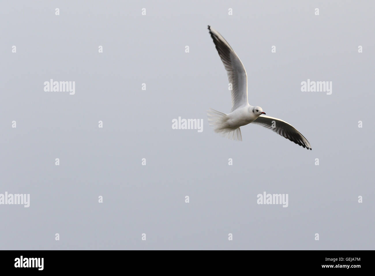 Seagull in flight Stock Photo - Alamy