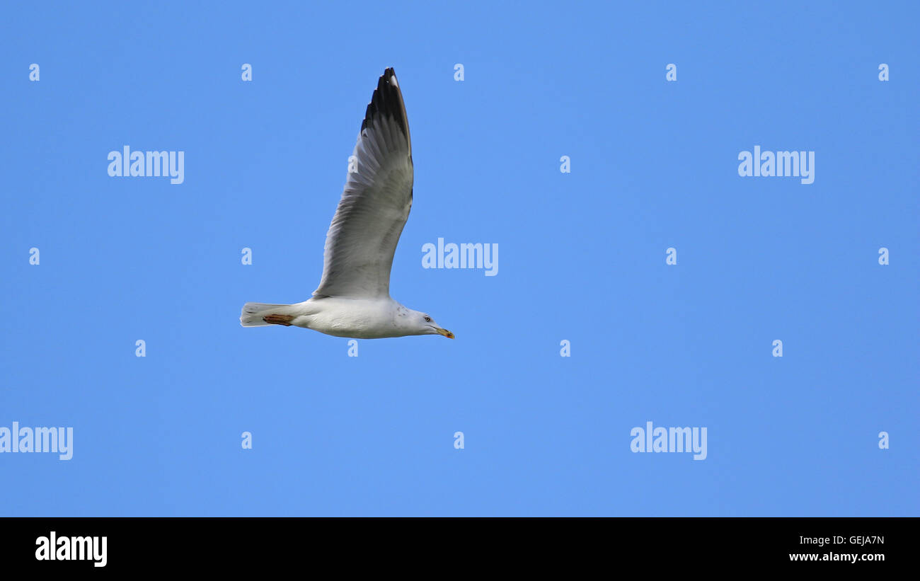 Seagull in flight Stock Photo - Alamy
