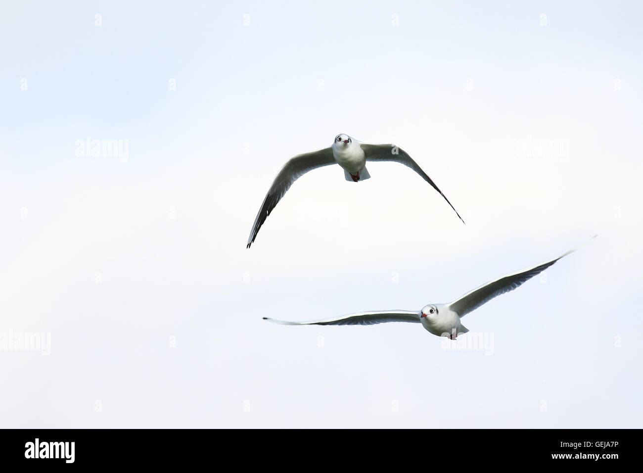 Seagulls in flight Stock Photo - Alamy